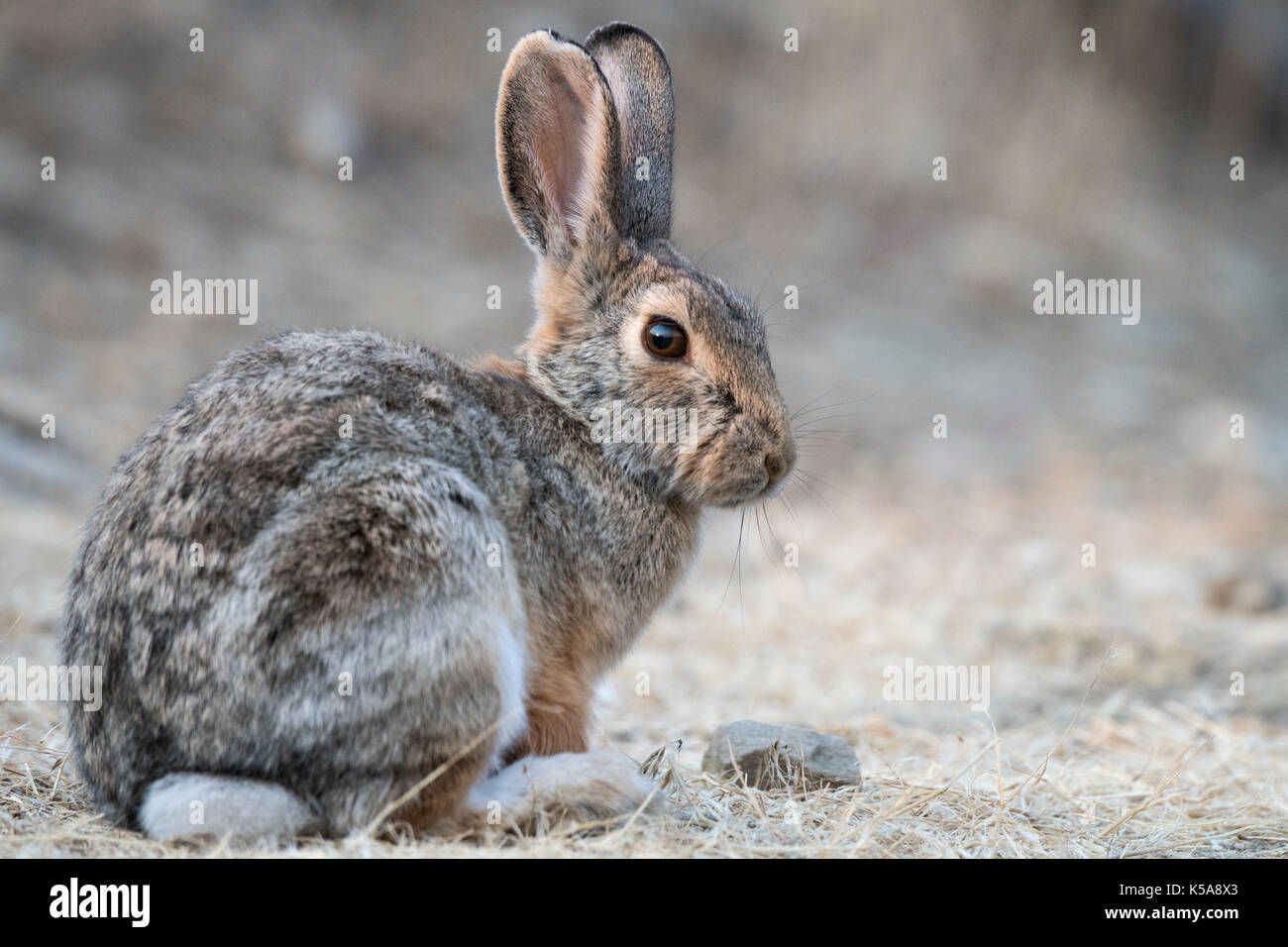 Berg Cottontail Rabbit (Sylvilagus nuttallii), Montana, USA ...
