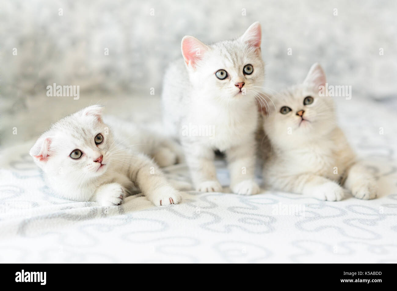 Drei farbige katze -Fotos und -Bildmaterial in hoher Auflösung – Alamy