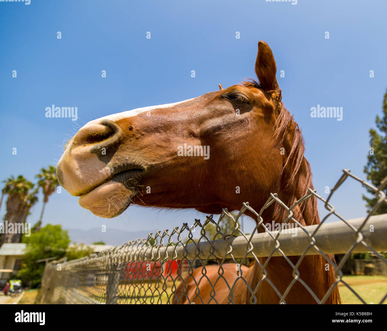 Riesiger pferdekopf -Fotos und -Bildmaterial in hoher Auflösung – Alamy