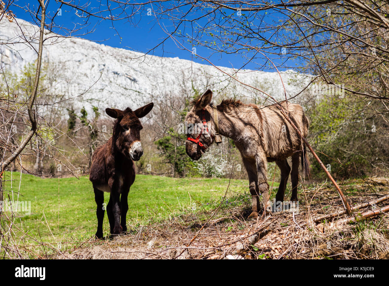 Wie esel und pferd -Fotos und -Bildmaterial in hoher Auflösung – Alamy