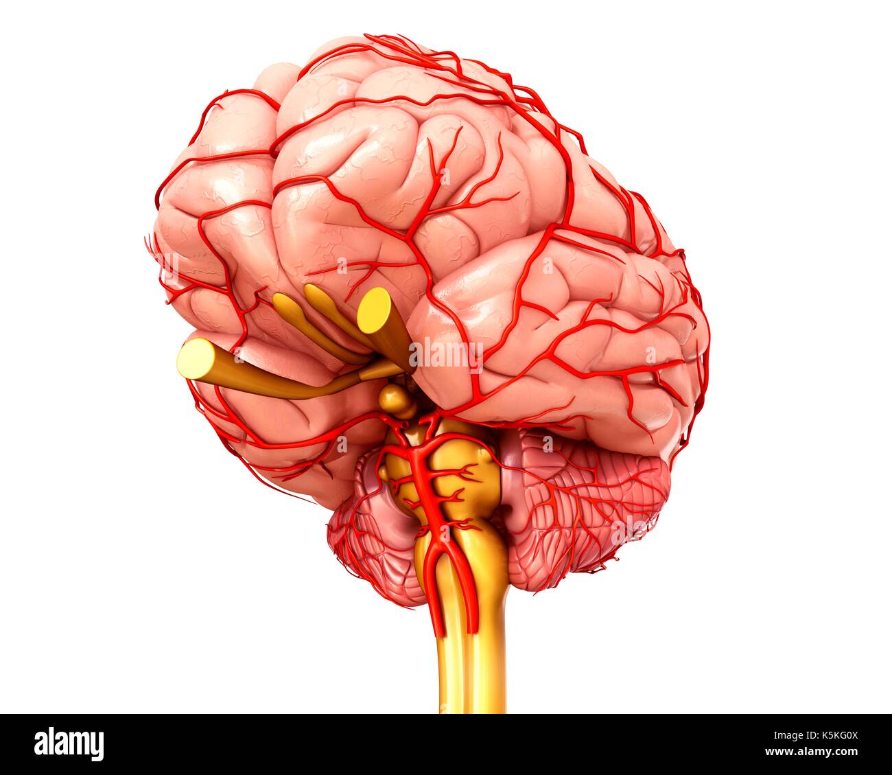 Darstellung der Anatomie des menschlichen Gehirns und seine Arterien ...