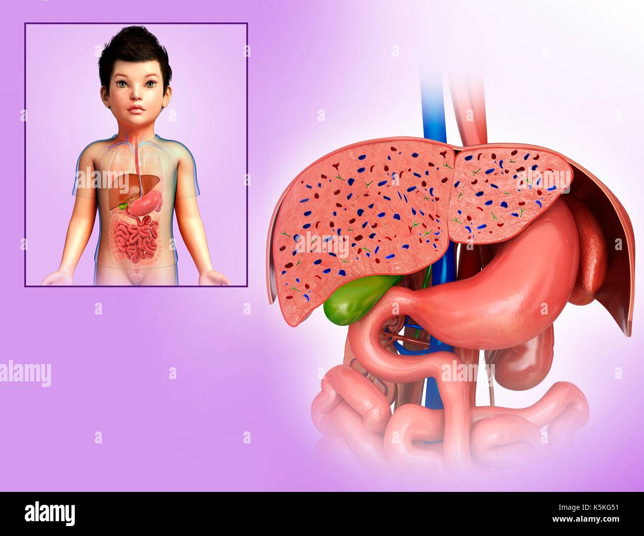 Abbildung der Anatomie der Leber des Kindes Stockfotografie - Alamy