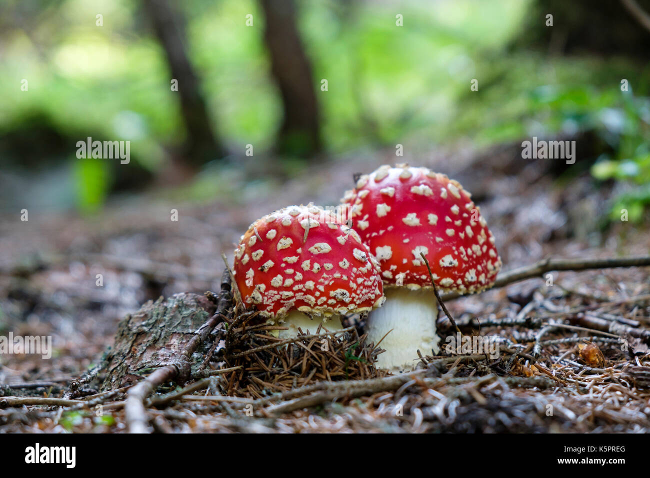 Giftige Pilze. Zwei rote Amanita Muscaria im Herbst Wald. Malerischer ...