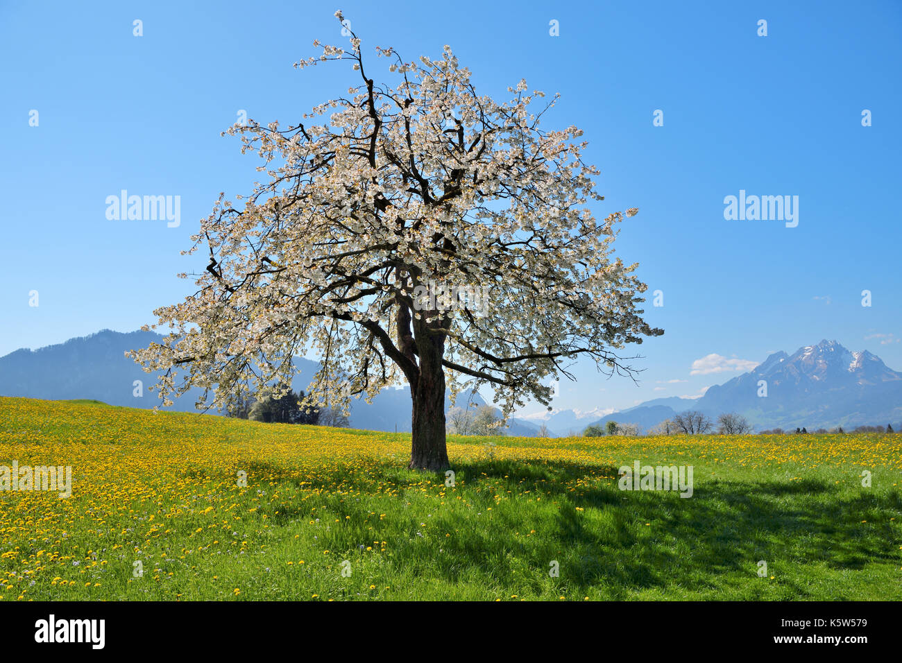 Wei Blhender Baum