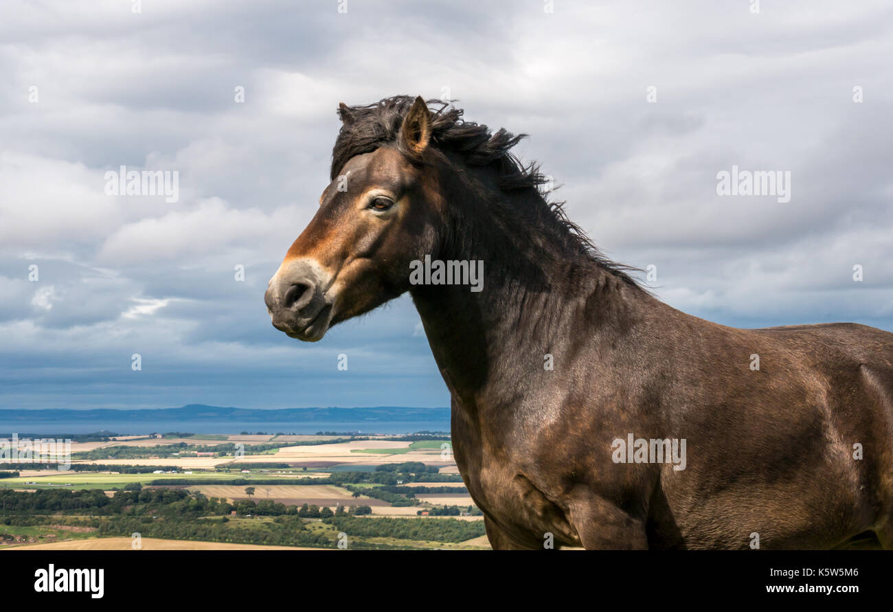 Pony Im Gras Stockfotos und -bilder Kaufen - Alamy