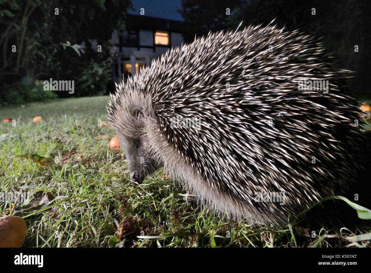 Igel Im Herbst Stockfotos & Igel Im Herbst Bilder - Alamy