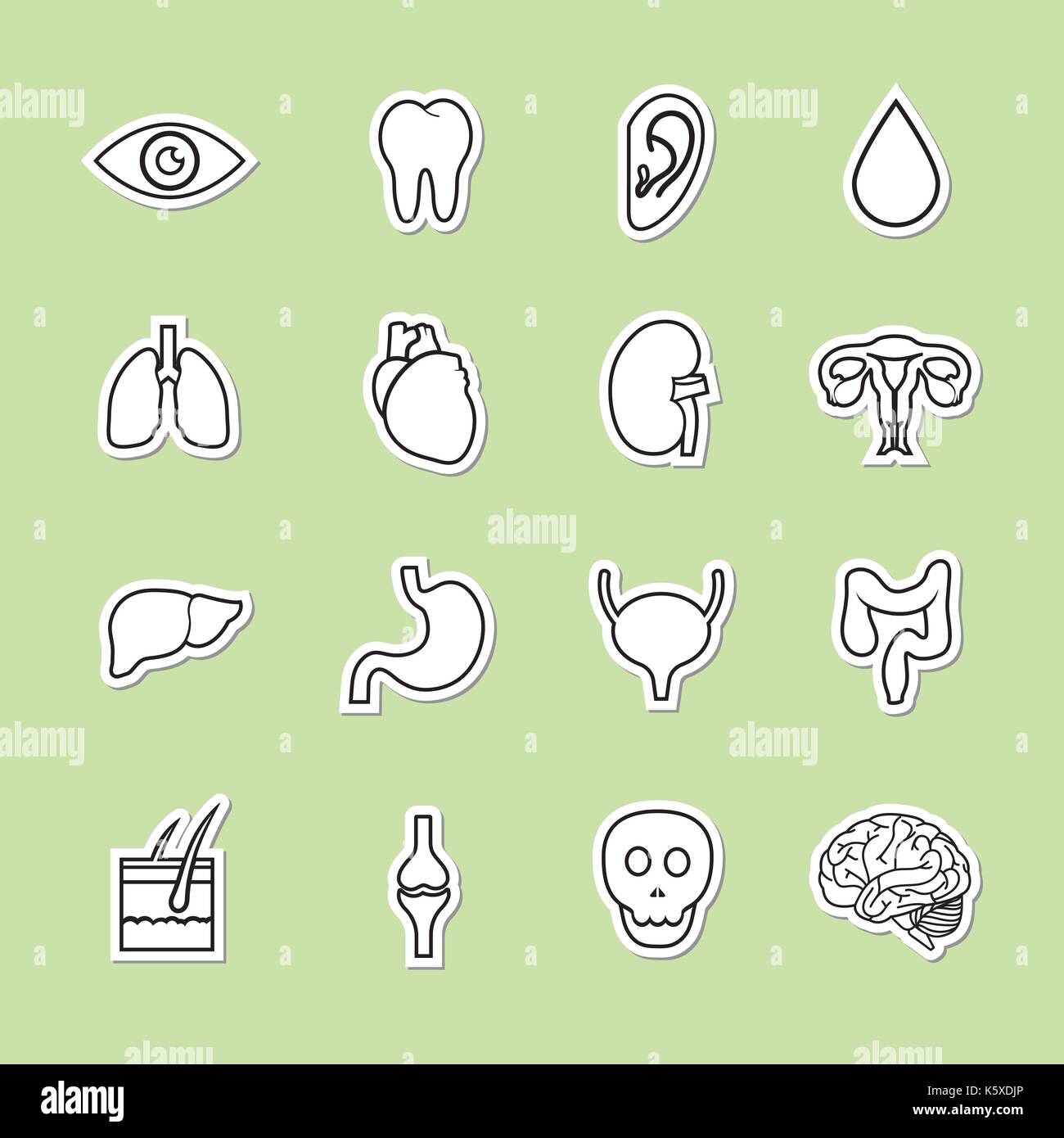 Human body internal organs brain heart Stock-Vektorgrafiken kaufen ...