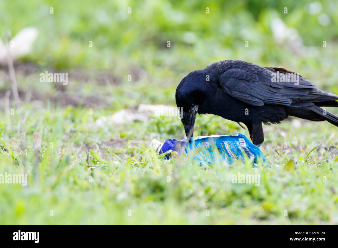 Rook corvus frugilegus young rook -Fotos und -Bildmaterial in hoher ...