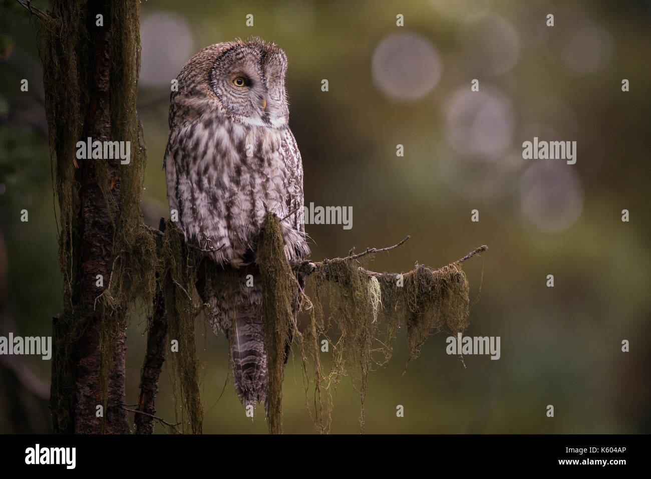 Nasse Eule Stockfotos und -bilder Kaufen - Alamy