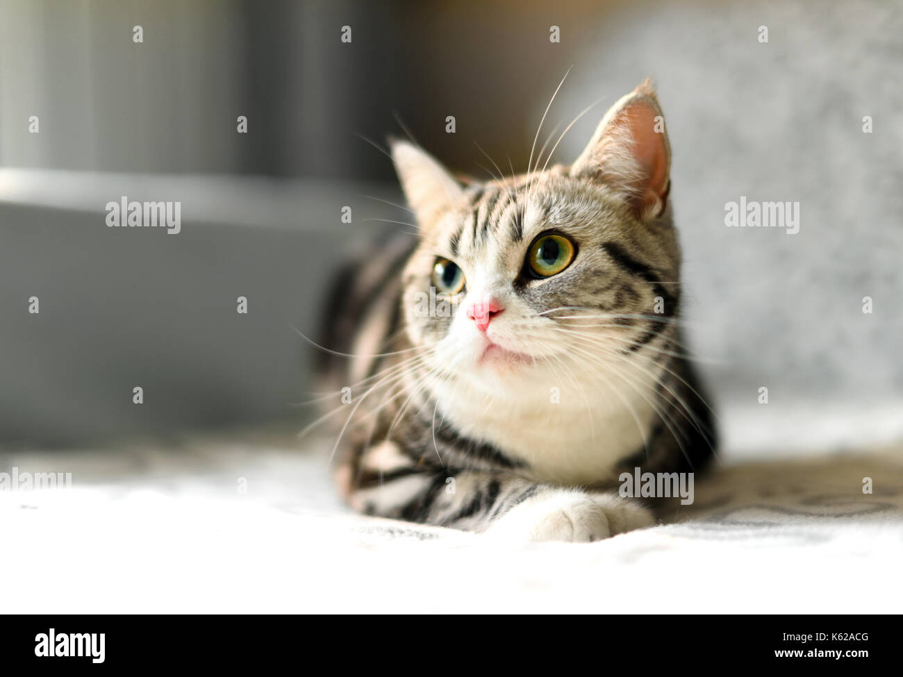Katze weiss sofa -Fotos und -Bildmaterial in hoher Auflösung – Alamy