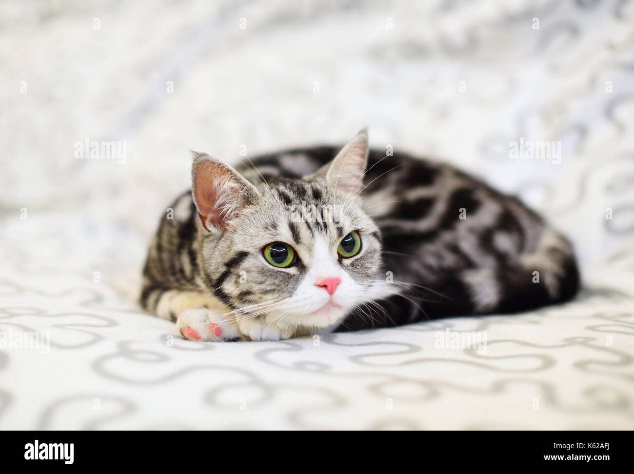 Katze weiss sofa -Fotos und -Bildmaterial in hoher Auflösung – Alamy