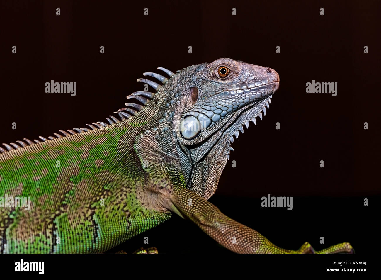 Makro reptilien fotografie -Fotos und -Bildmaterial in hoher Auflösung ...