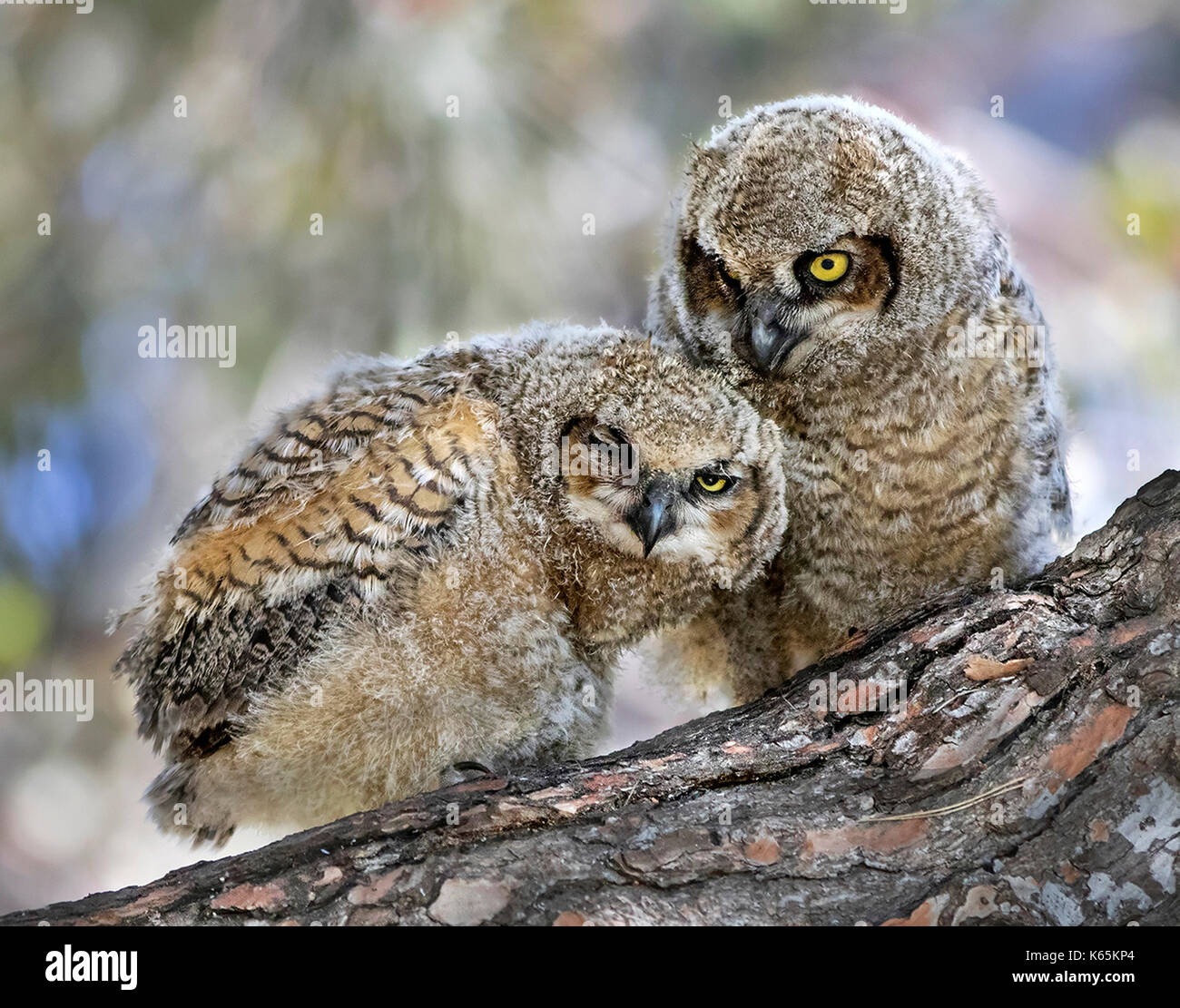Great horned owls -Fotos und -Bildmaterial in hoher Auflösung – Alamy