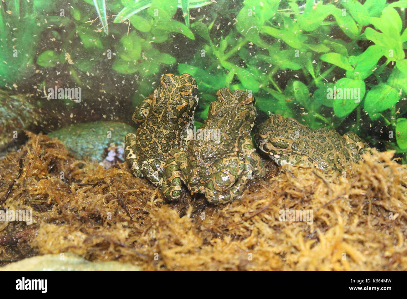 Breviceps macrops -Fotos und -Bildmaterial in hoher Auflösung – Alamy