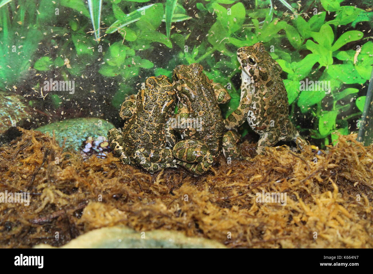 Breviceps macrops -Fotos und -Bildmaterial in hoher Auflösung – Alamy