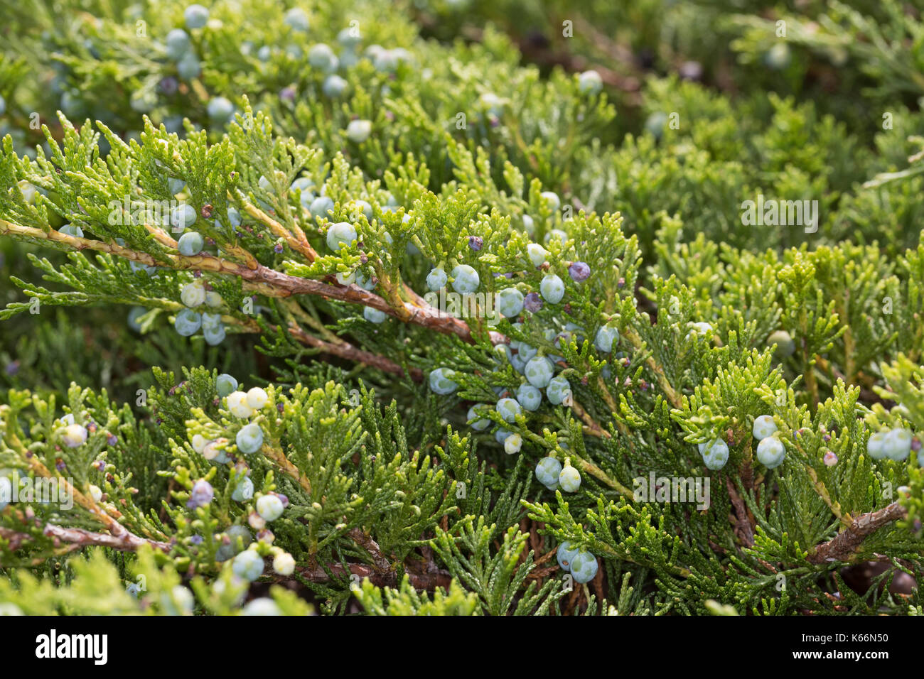Wacholder sabina juniperus sabina -Fotos und -Bildmaterial in hoher ...