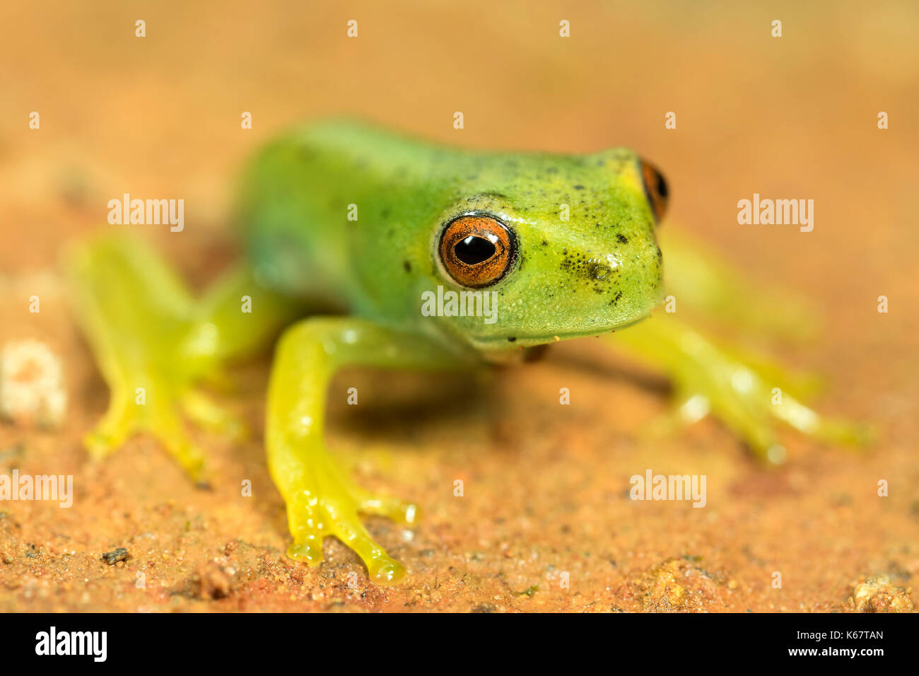 Kleine grüne Frosch mit roten Augen Stockfotografie - Alamy