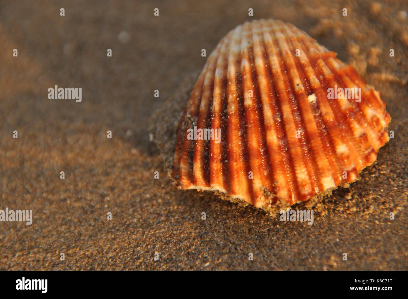 Mediterrane Muscheln Stockfotos & Mediterrane Muscheln Bilder - Alamy