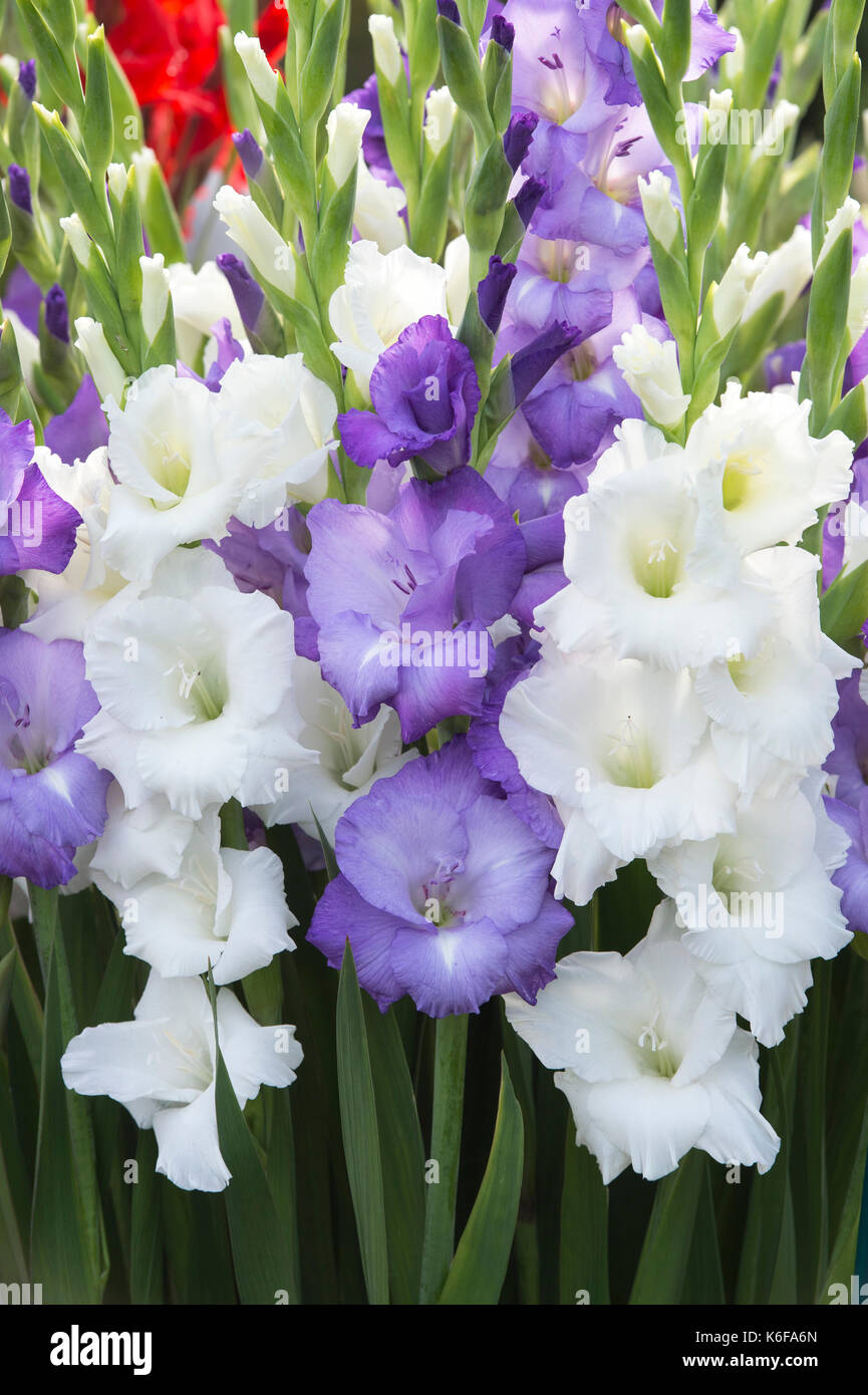 White gladiolus flower flowers -Fotos und -Bildmaterial in hoher ...