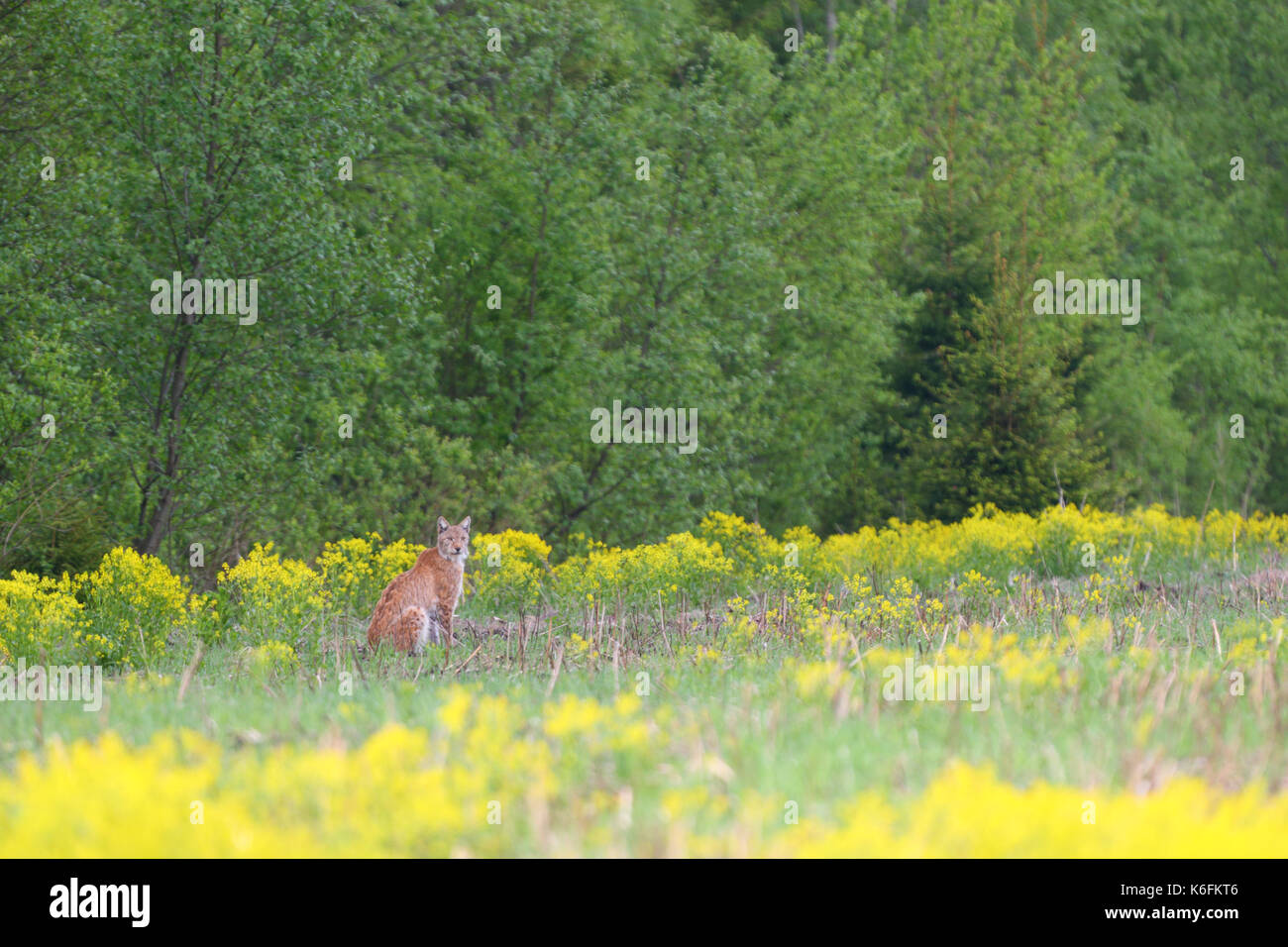 Eurasian lynx lynx hunting -Fotos und -Bildmaterial in hoher Auflösung ...