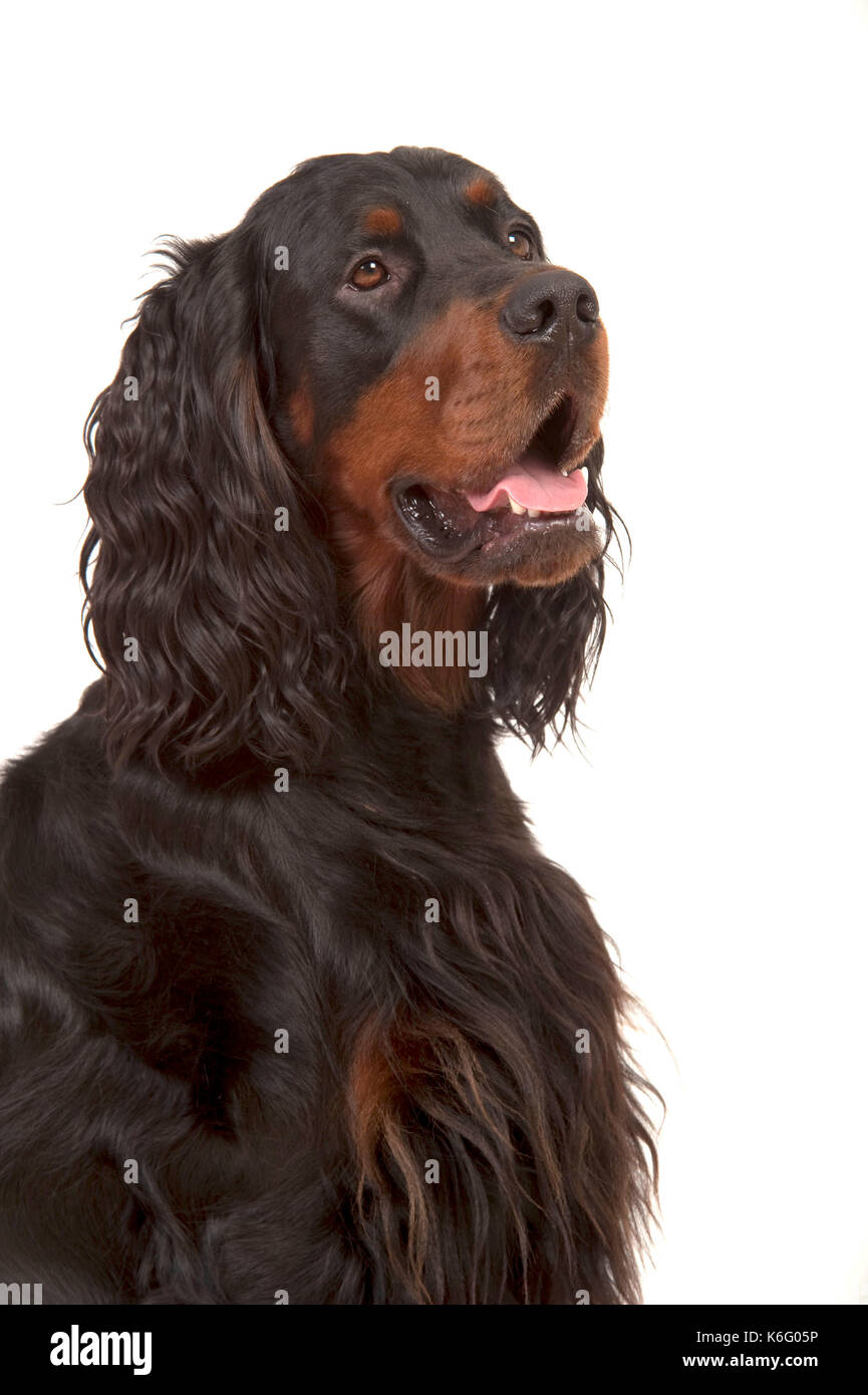 Gordon setter dog -Fotos und -Bildmaterial in hoher Auflösung – Alamy