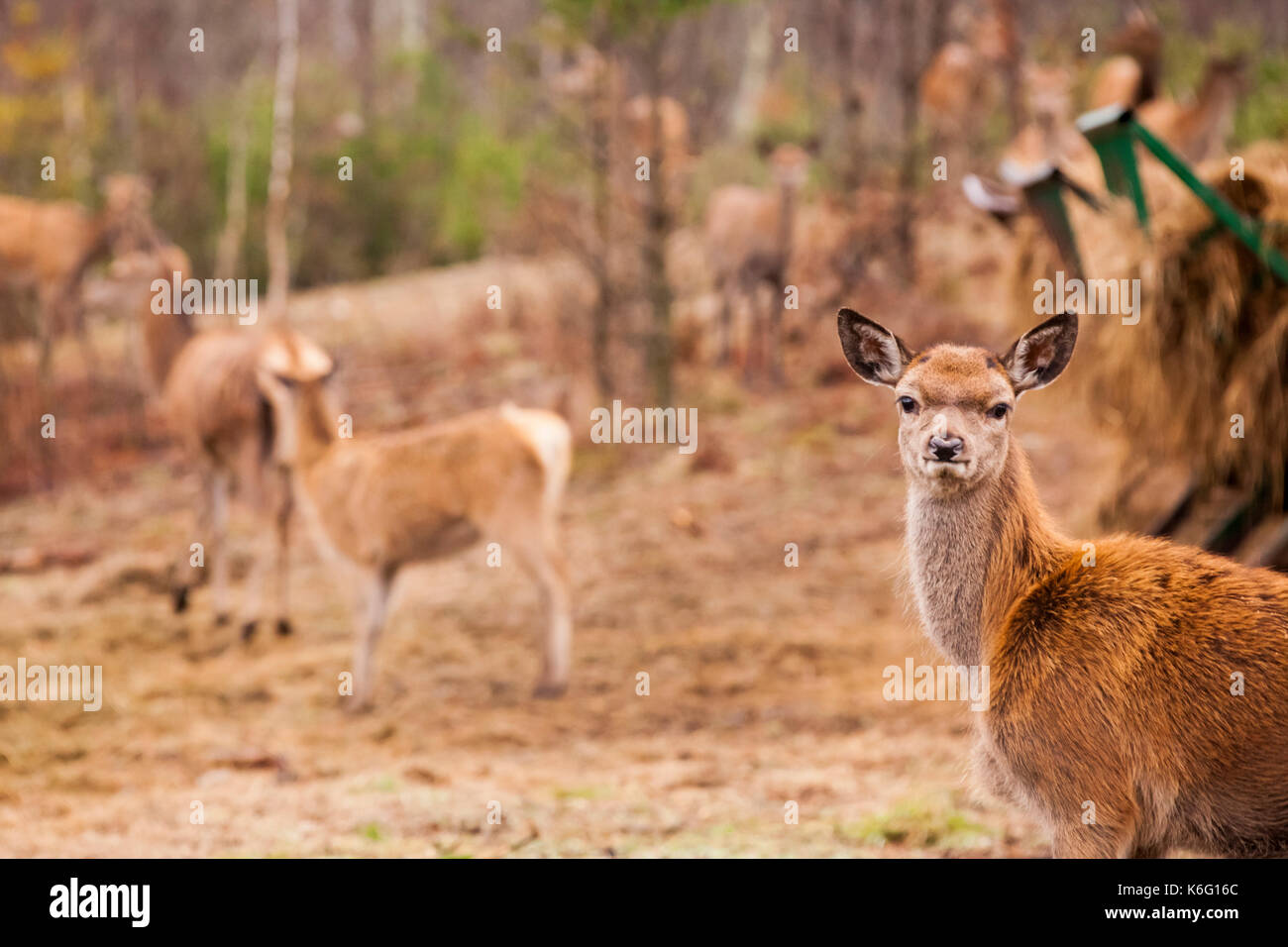 Red deer cervus elaphus doe -Fotos und -Bildmaterial in hoher Auflösung ...