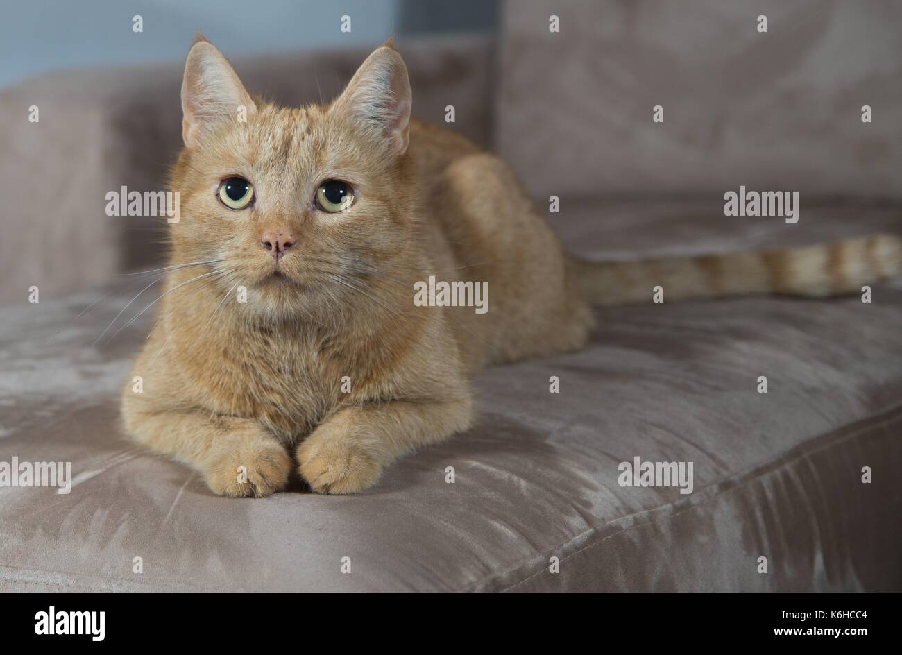 Indoor cat -Fotos und -Bildmaterial in hoher Auflösung – Alamy