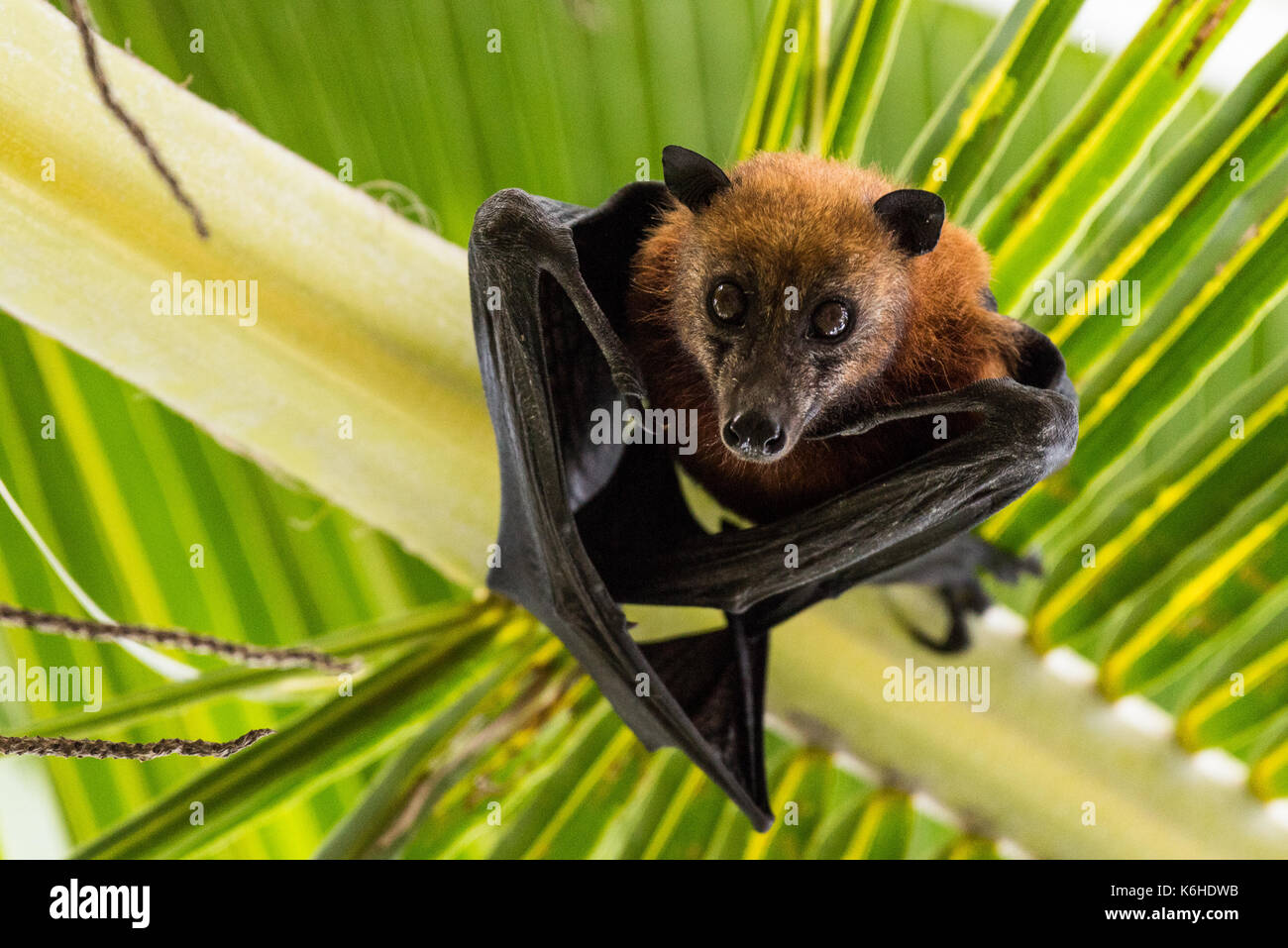 Großer flughund -Fotos und -Bildmaterial in hoher Auflösung – Alamy