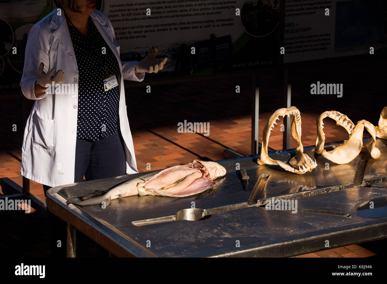 Shark dissection -Fotos und -Bildmaterial in hoher Auflösung – Alamy
