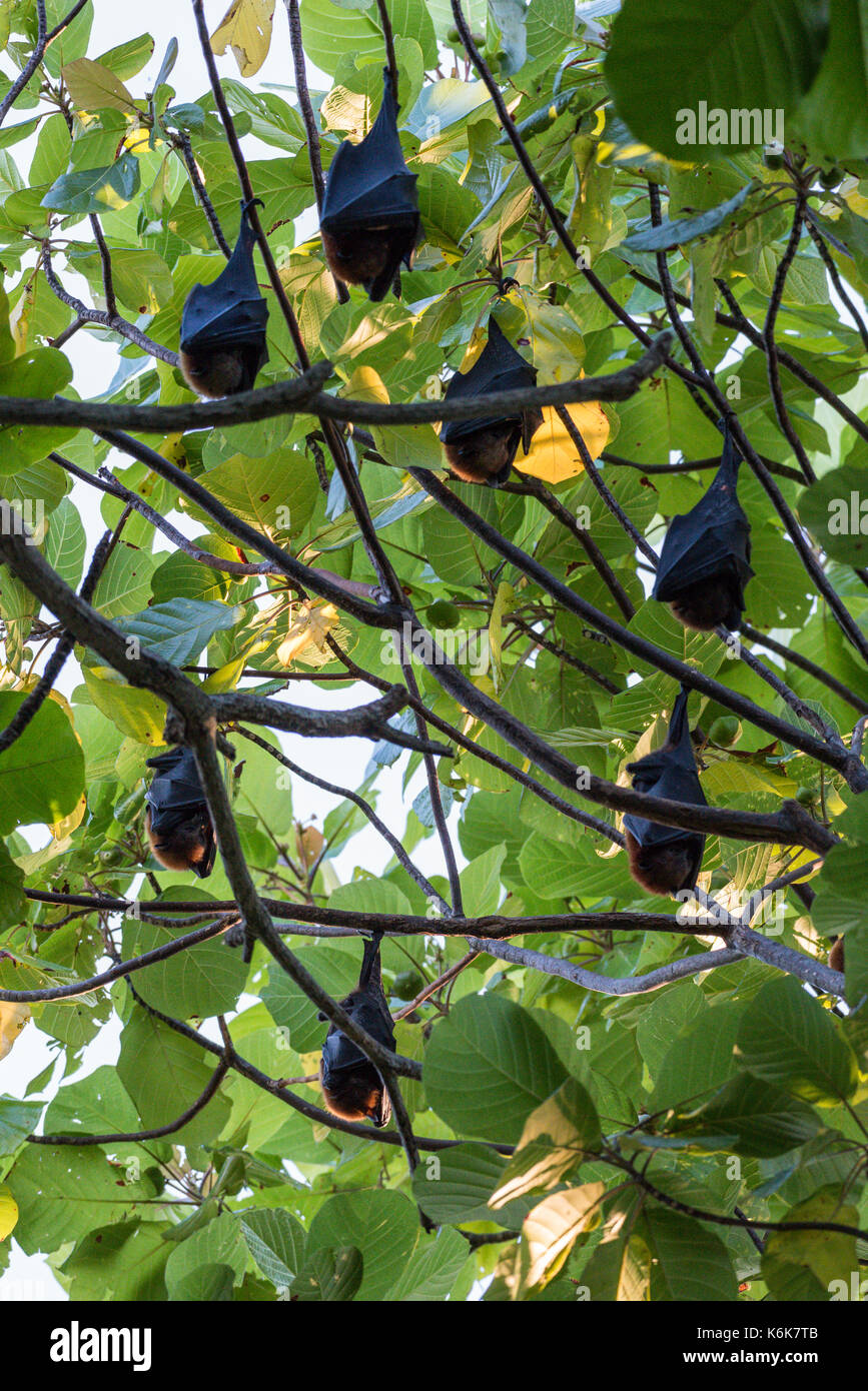 Großer flughund -Fotos und -Bildmaterial in hoher Auflösung – Alamy