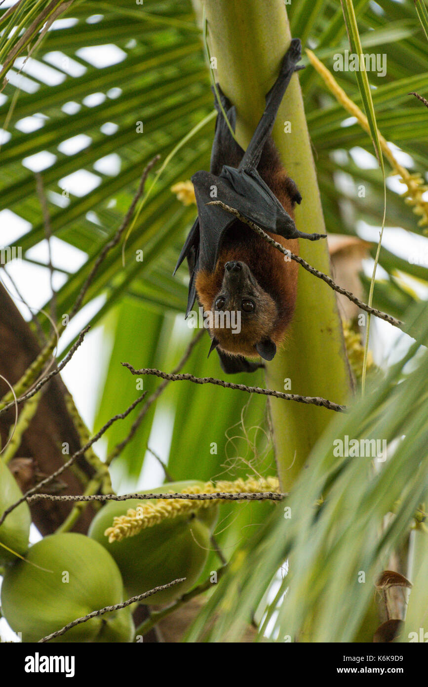 Schwarze fledermaus im baum Stockfotos und -bilder Kaufen - Alamy