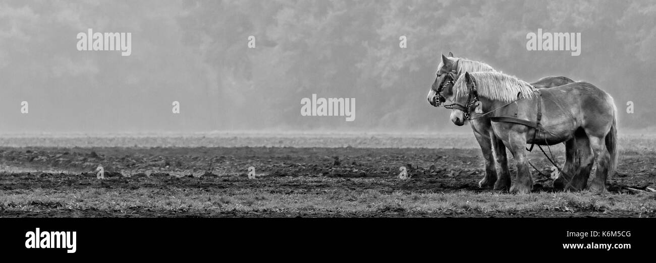 Zwei pflugpferde pferde Schwarzweiß-Stockfotos und -bilder - Alamy