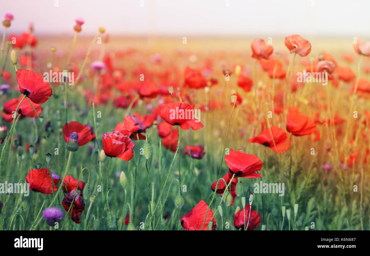 Red black opium poppy -Fotos und -Bildmaterial in hoher Auflösung ...