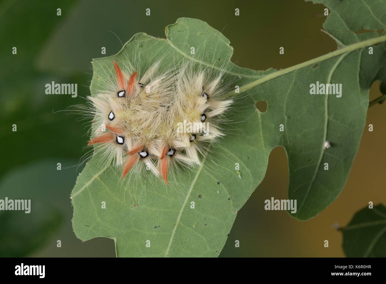 Ahorn Rindeneule Stockfotos & Ahorn Rindeneule Bilder - Alamy