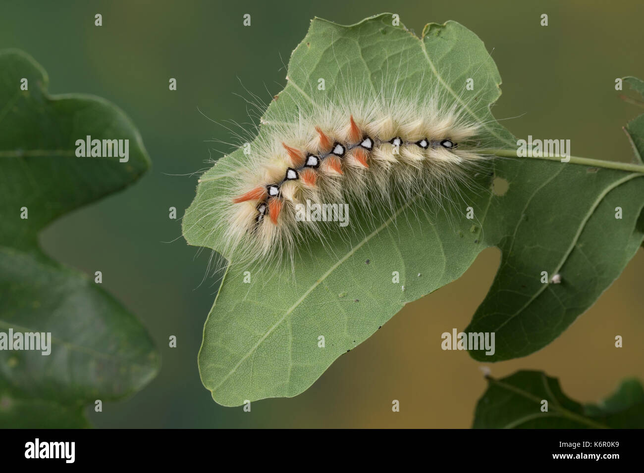 Ahorn rindeneule -Fotos und -Bildmaterial in hoher Auflösung – Alamy