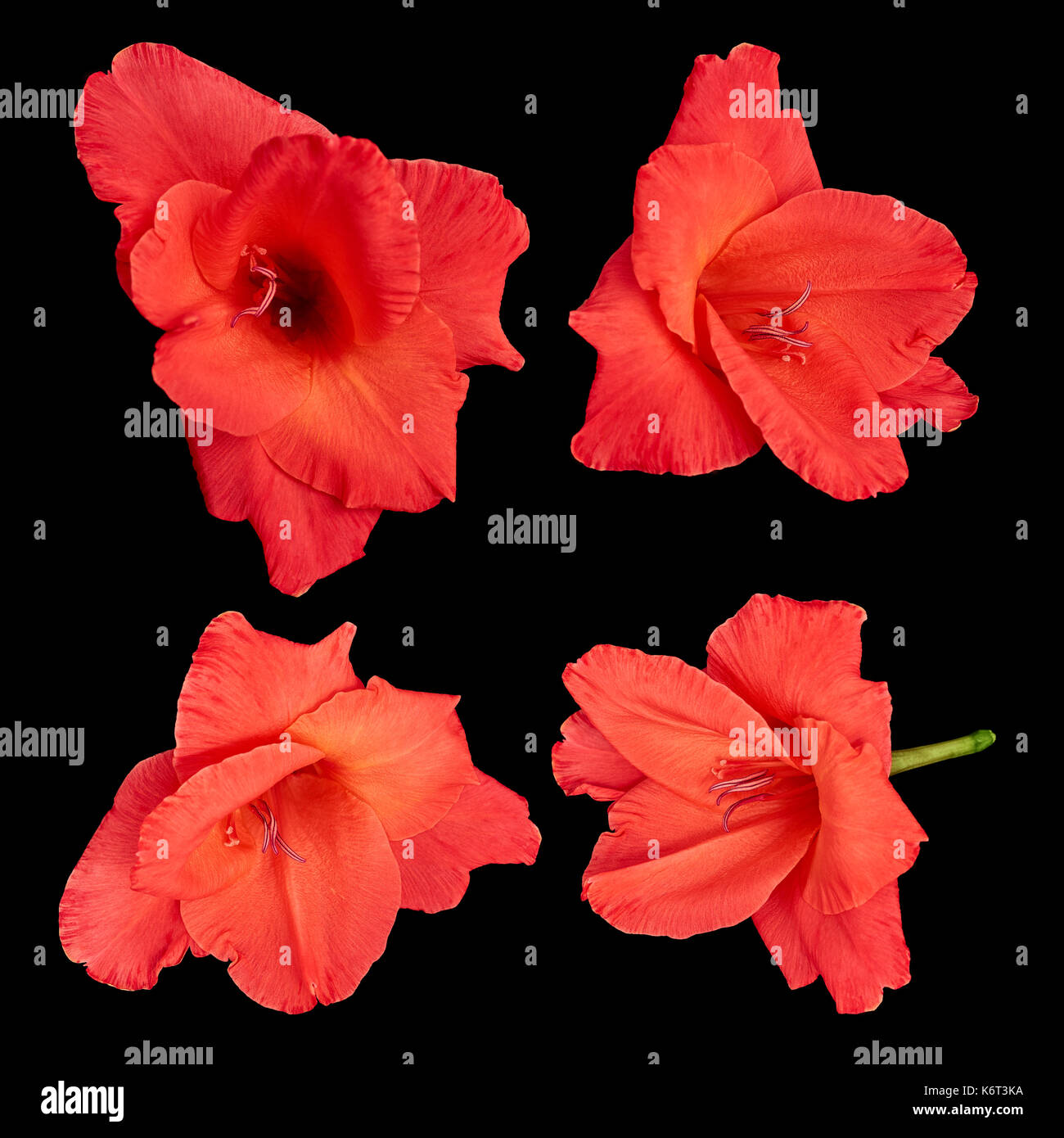 Bunte gladiolen -Fotos und -Bildmaterial in hoher Auflösung – Alamy