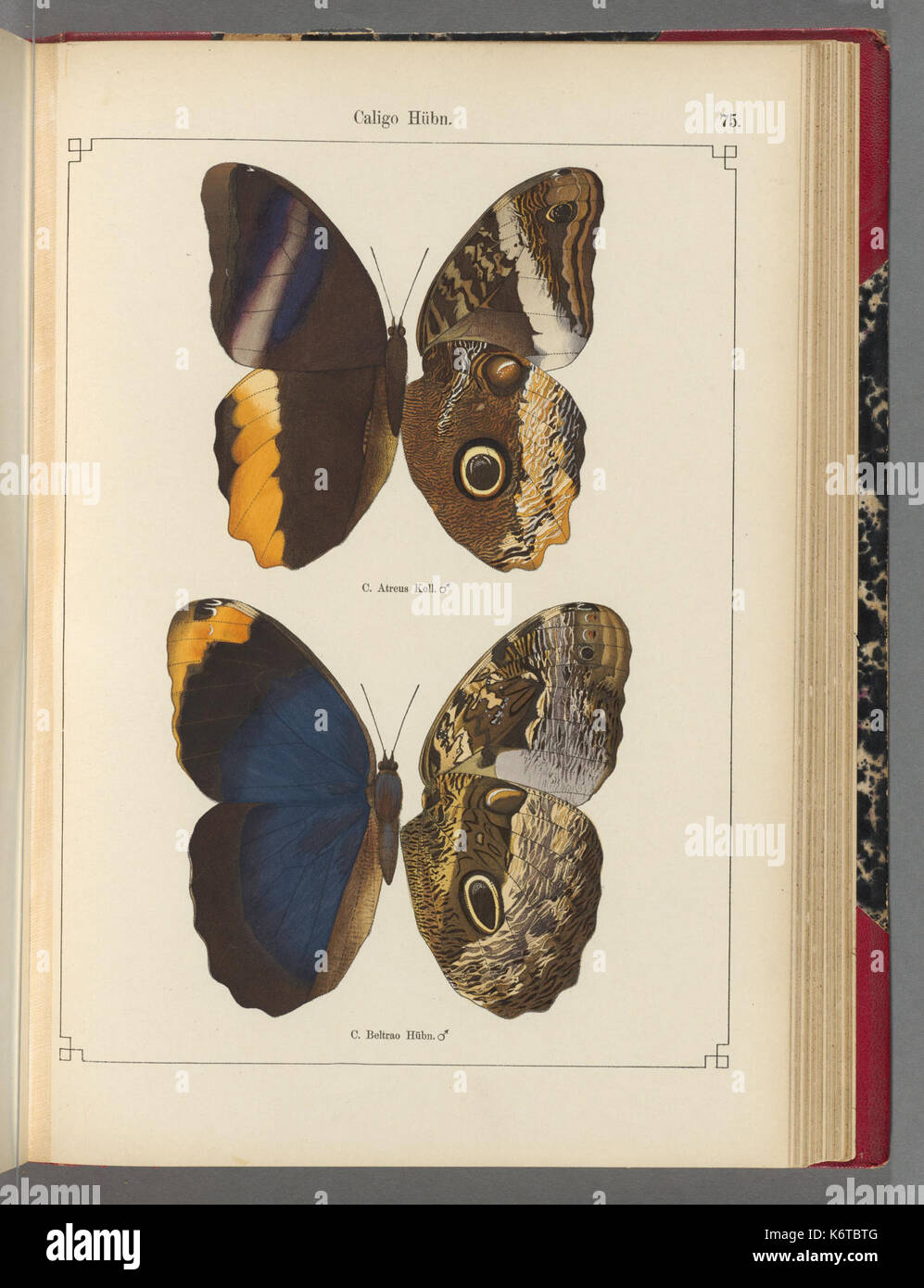 Taf 75 -Fotos und -Bildmaterial in hoher Auflösung – Alamy