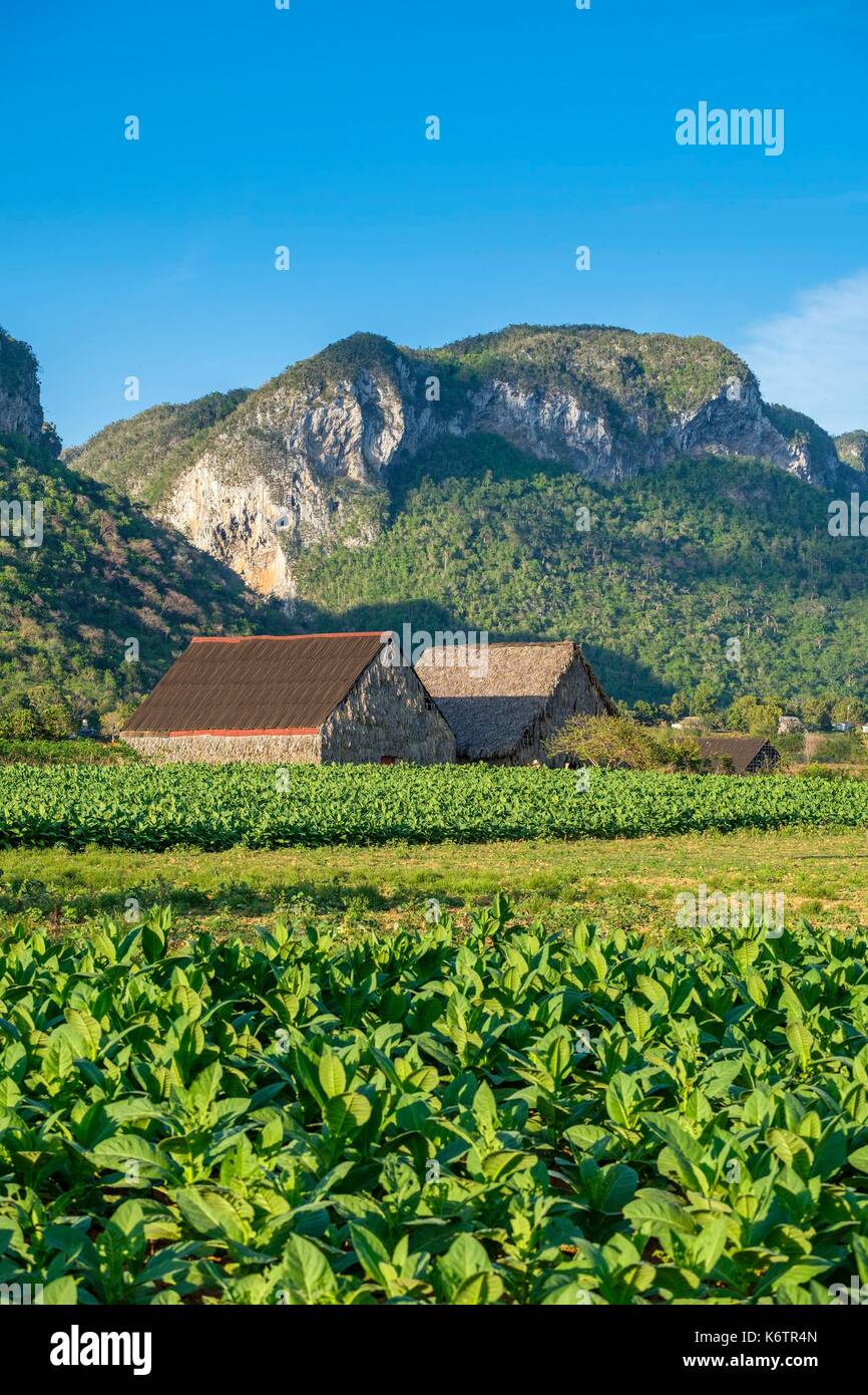 Kuba, Provinz Pinar del Rio, Vinales Vinales, National Park, Tal von ...
