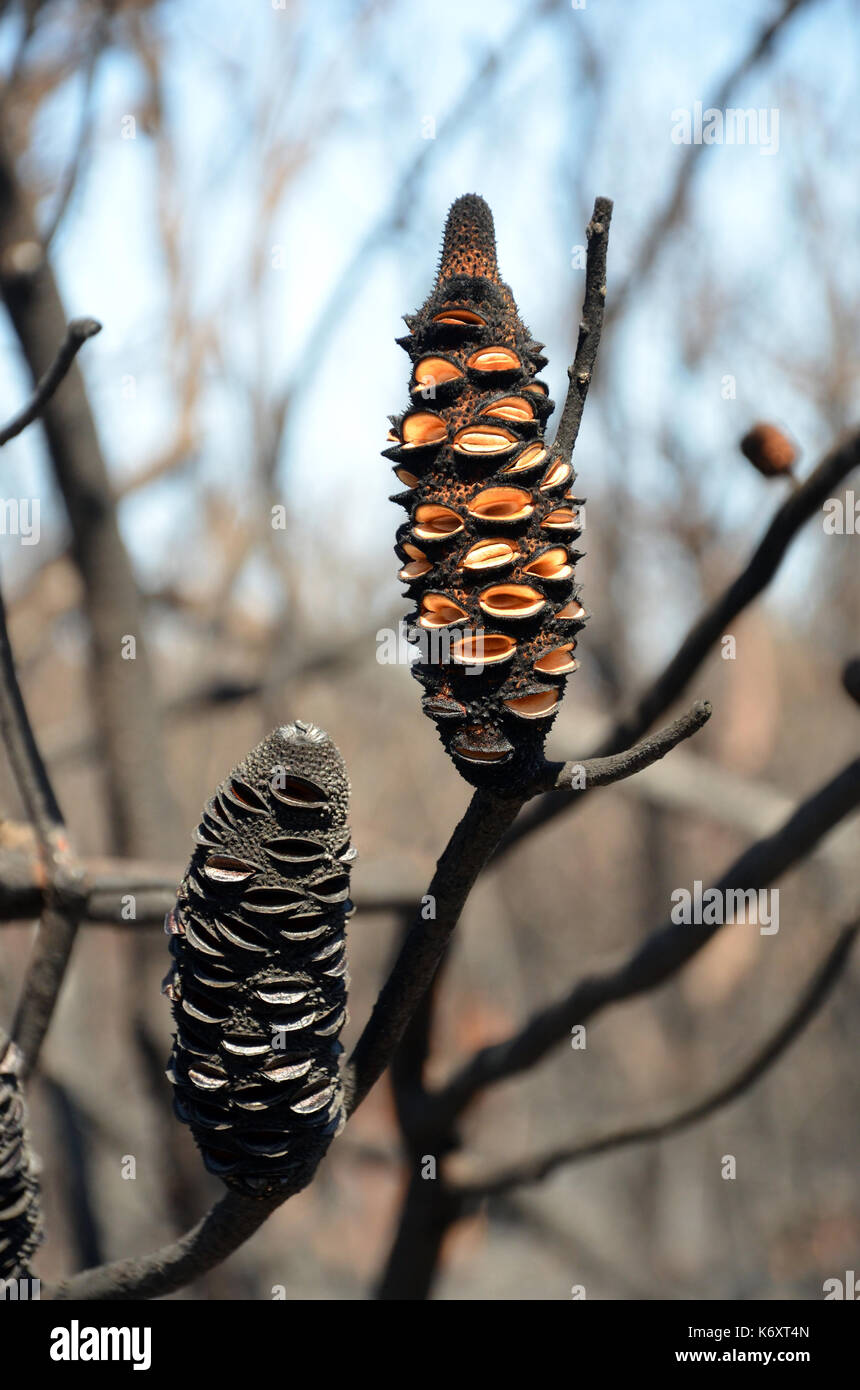 Verbrannt Banksia zapfen Samen freigeben. Durch ein Buschfeuer in Heide ...