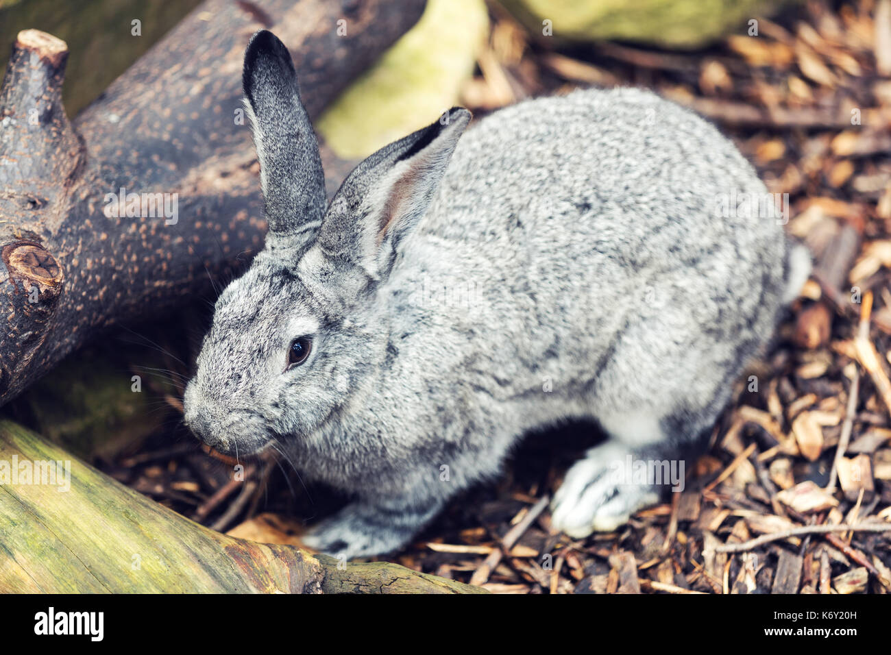 Grauer hase -Fotos und -Bildmaterial in hoher Auflösung – Alamy