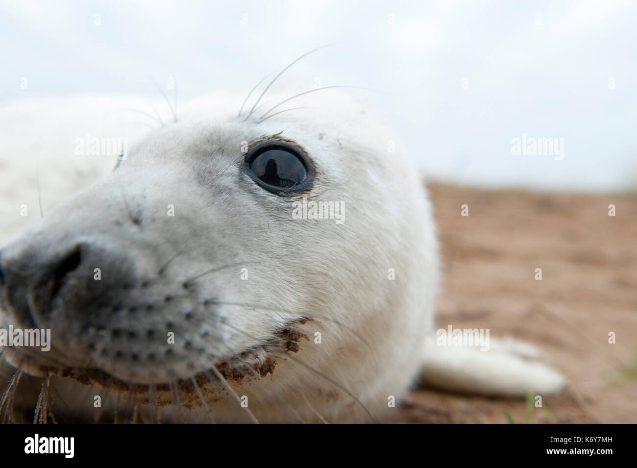 Hakennase seeschwein -Fotos und -Bildmaterial in hoher Auflösung – Alamy