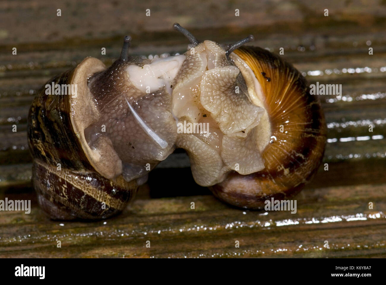 Schnecken paarung -Fotos und -Bildmaterial in hoher Auflösung – Alamy