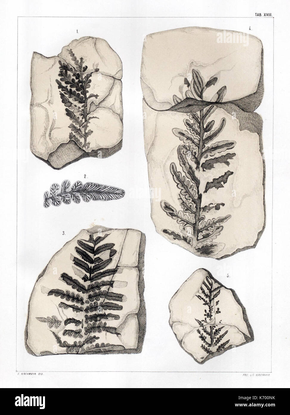 Diese Illustration aus „Flora fossilis formationis oolithicae“ zeigt ...