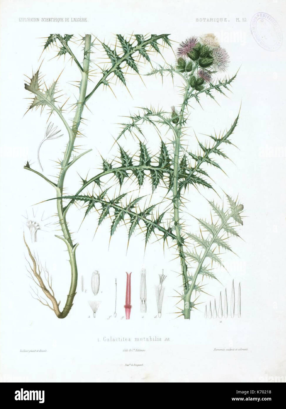 Mutabilis illustration -Fotos und -Bildmaterial in hoher Auflösung – Alamy