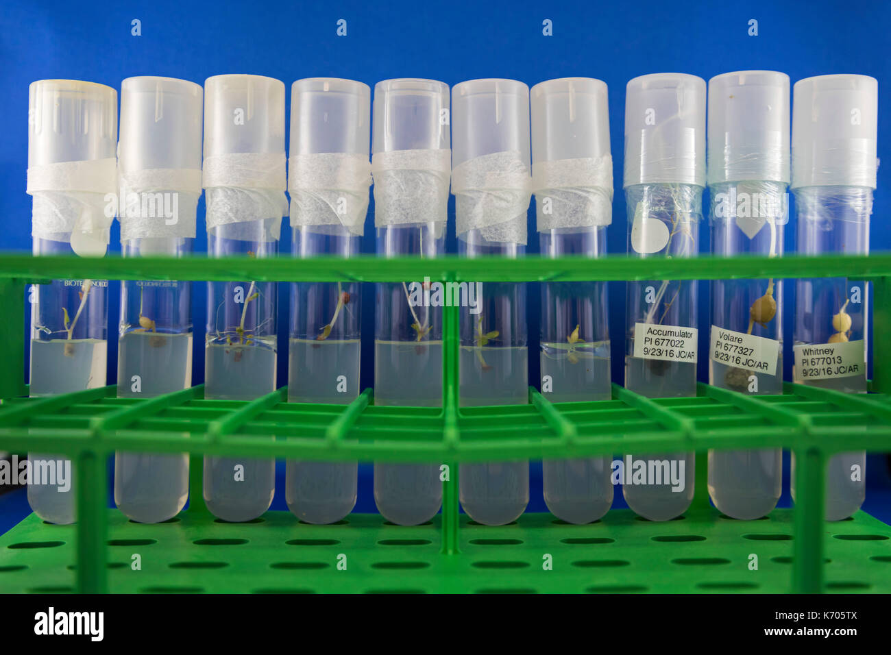 Wilde Kartoffeln Stockfotos und -bilder Kaufen - Alamy