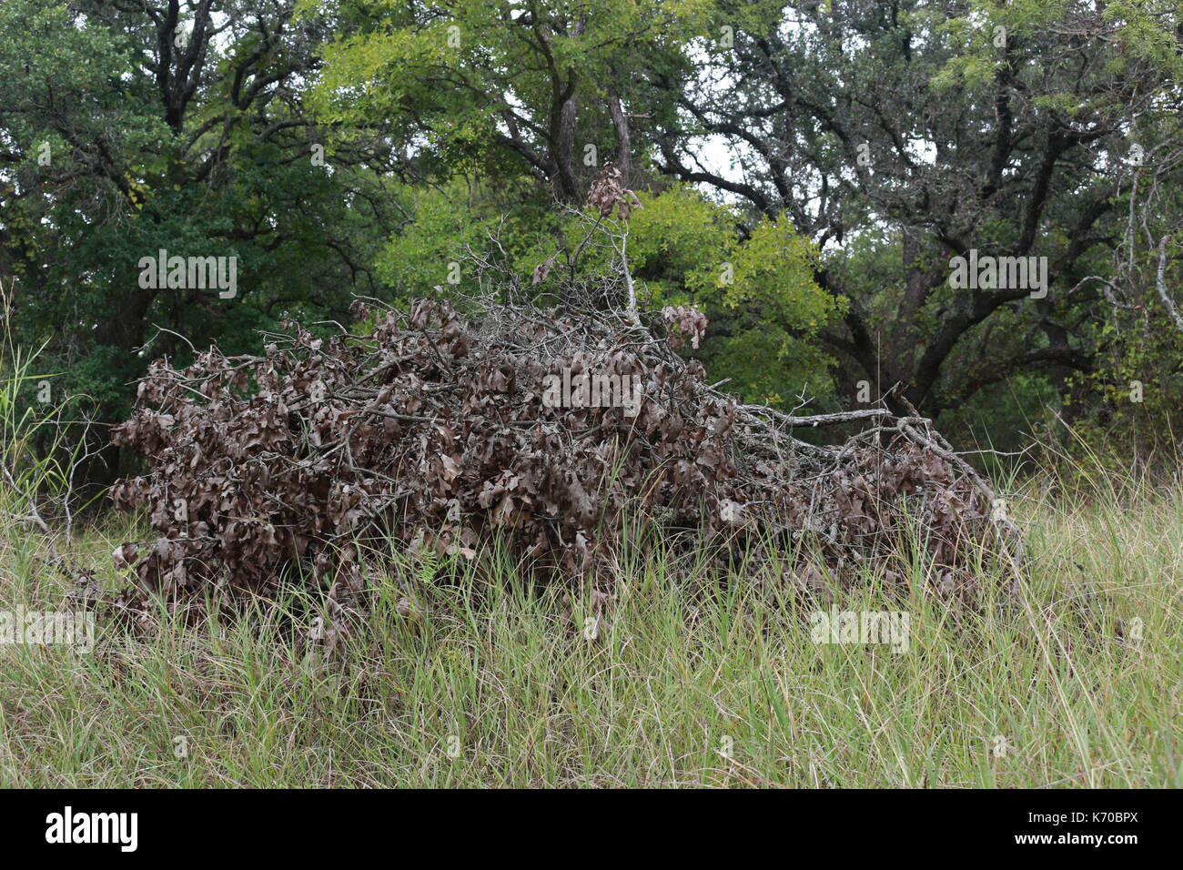 Ausgetrockneter baum -Fotos und -Bildmaterial in hoher Auflösung – Alamy