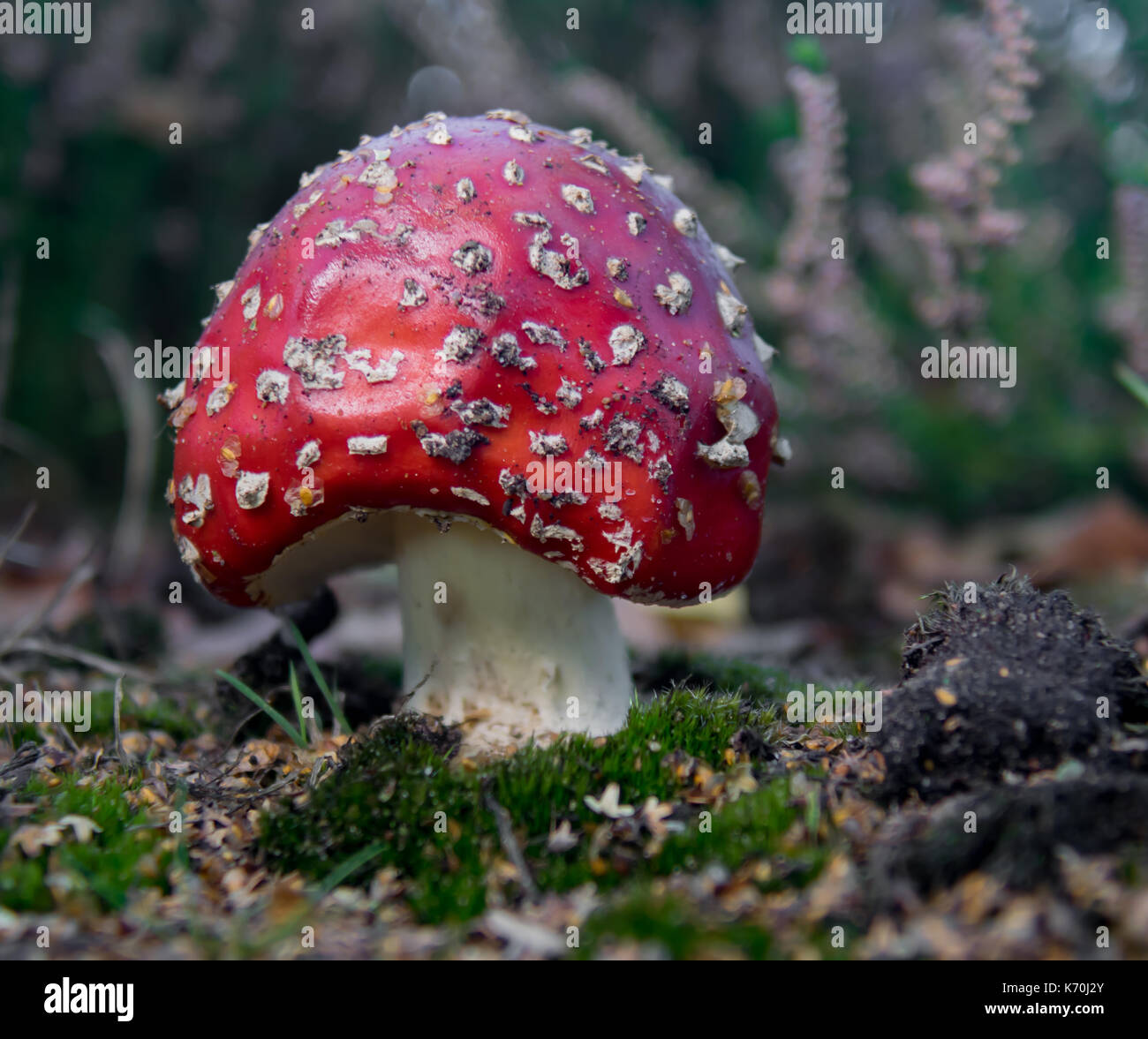 Myzel in pilzen -Fotos und -Bildmaterial in hoher Auflösung – Alamy