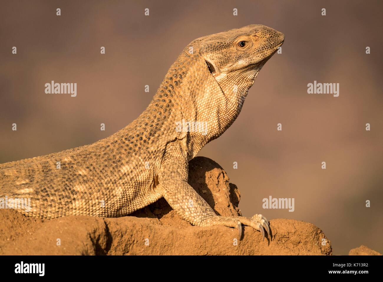 Varanus exanthematicus -Fotos und -Bildmaterial in hoher Auflösung – Alamy