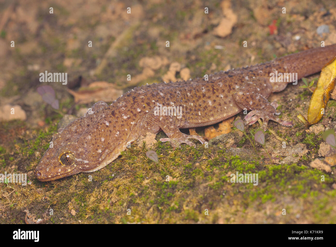Haus gekko -Fotos und -Bildmaterial in hoher Auflösung – Alamy