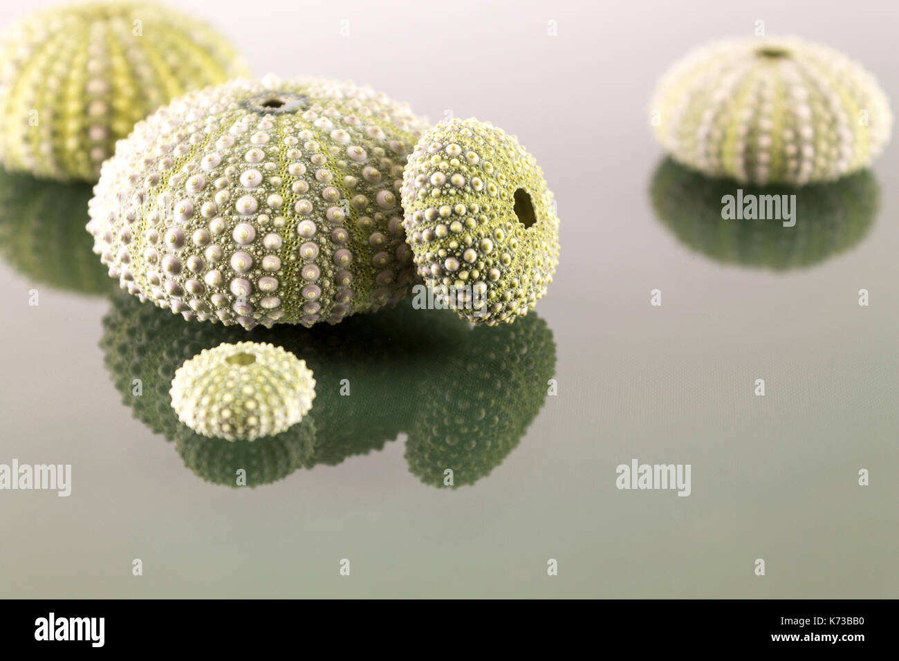 Seeigel schale -Fotos und -Bildmaterial in hoher Auflösung – Alamy